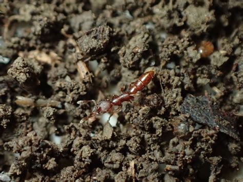 Stigmatomma Silvestrii In November 2021 By Renshuchu · Inaturalist