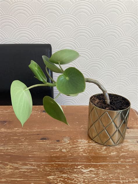Help Identifying Plant Rhouseplantsuk