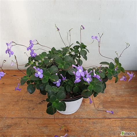 삭소롬 중분 관엽식물공기정화식물 심폴