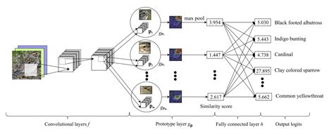 Neural Prototype Trees Towards Data Science