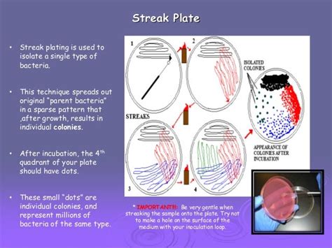 Microbiology Techniques Microbiology Techniques