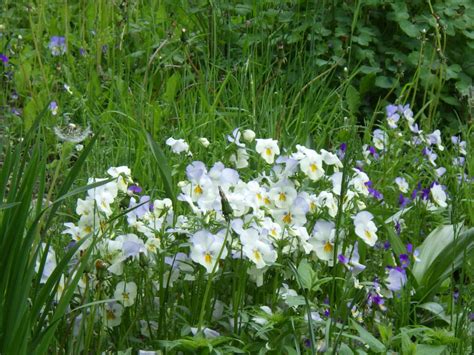 Цветовод любительs Journal