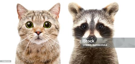 귀여운 고양이 스코틀랜드 직선과 너구리 근접 촬영 흰색 배경에 고립의 초상화 너구리 너구리과에 대한 스톡 사진 및 기타 이미지