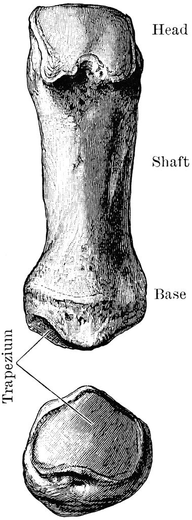 First Metacarpal Bone Clipart Etc