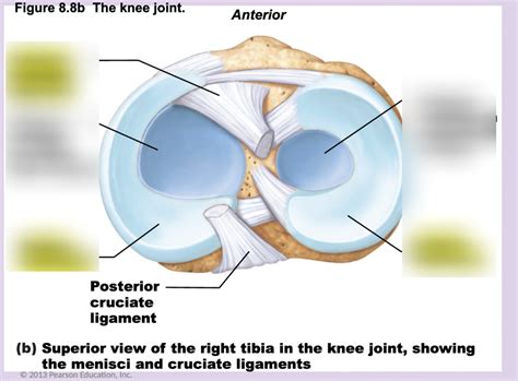 joints part 2 diagram quizlet