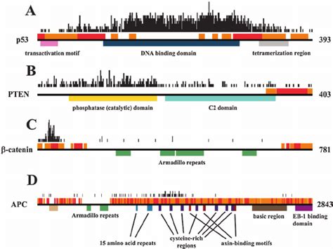 Domain Structure Location Of Disordered Binding Regions And Disordered Download Scientific