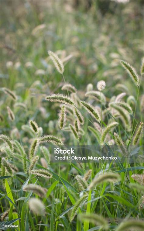 스파이크 여름 식물야생 잔디 황금빛과 푹신한 귀를 가진 녹색 잔디 자연 일몰에 야생 잔디의 스파이크 렛 태양에 식물 필드에서