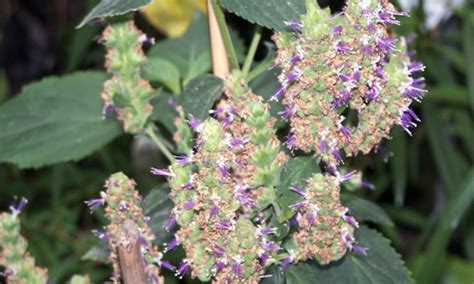 Pachuli como planta medicinal - Tusplantasmedicinales.com