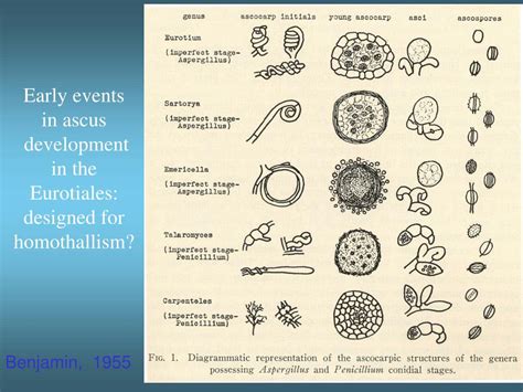 Ppt Evolution Of The Aspergilli Stuff For Genomicists To Think