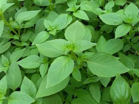 Schizonepet / Schizonepeta Tenuifolia Wholesale - Buy Schizonepet ...