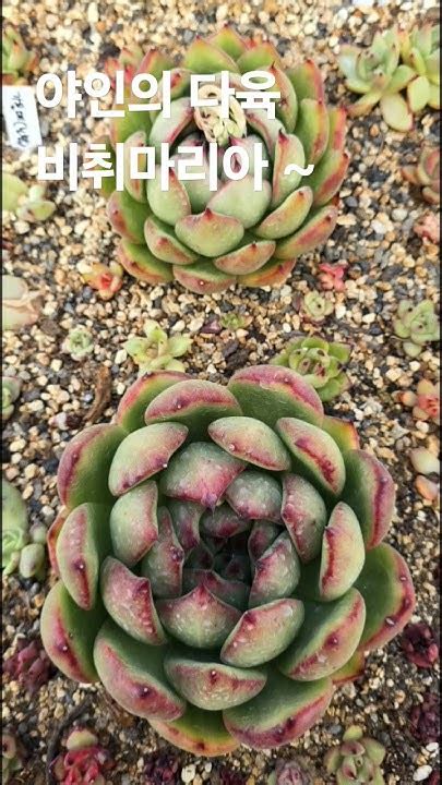 뚱뚱 잎장 오무림도 이쁜이 꿀잠요 ~ 파종이 실생 다육 다유기 다육이 다육식물 반려식물 다육판매 다육이판매 다육이키우기 다육인스타그램 매혹이 청주