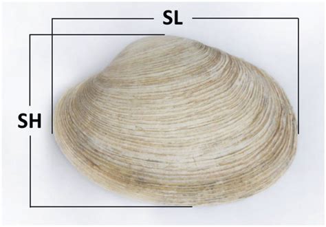 Implications For Fisheries Management Sex Ratio Size At Sexual Maturity And Reproductive