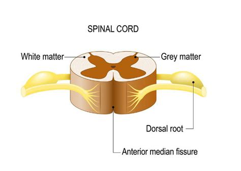 Dorsal Root Ganglion Function