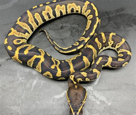 Hybrid Ball Python Traits Morphpedia