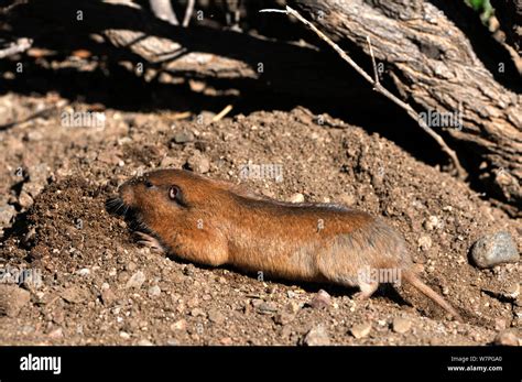 Pocket Gopher Gestation Period At Cheryl Lee Blog