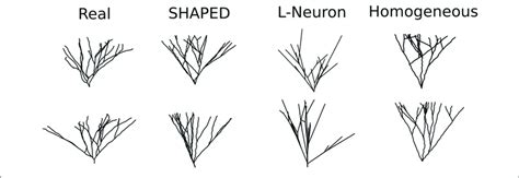 Example Dendritic Morphologies From Various Generation Approaches