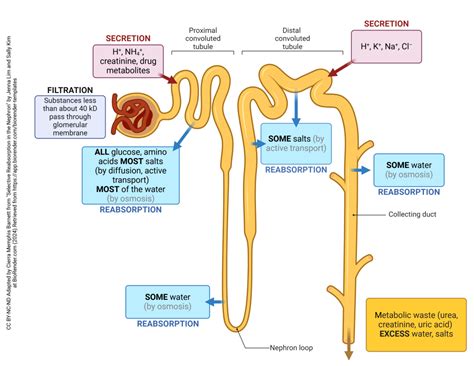 Tubular Reabsorption And Secretion Integrated Human Anatomy And Physiology Part 2 Not Updated