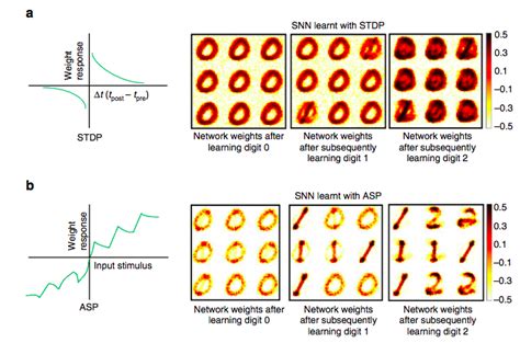 mnist sequential learning with stdp vs asp download scientific diagram
