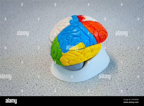 Plastic Model Of The Human Brain Where Colours Indicate Certain Brain Regions Used During High