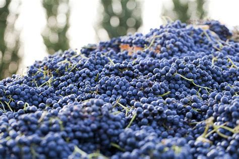 Más de 60 variedades de uva Lambrusco