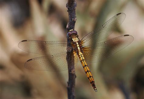 Unidentified Dragonfly Antanamitarana Diego Suarez Mada Flickr