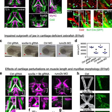 Cartilage Development Coincides With Muscle And Controls Directional Download Scientific