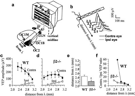 a sketch of the mouse visual system and stimulating apparatus the
