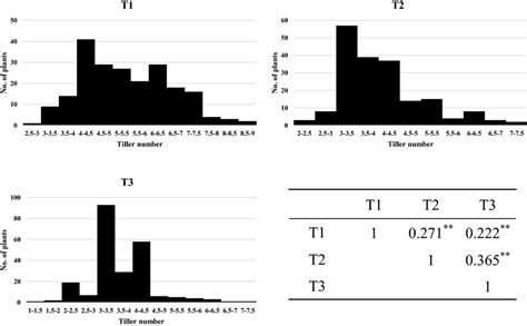 Distribution And Coefficient Of Tiller Number Of Rils In Three