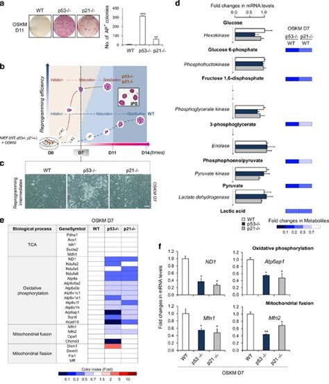 Mitofusins Deficiency Elicits Mitochondrial Metabolic Reprogramming To Pluripotency Cell Death