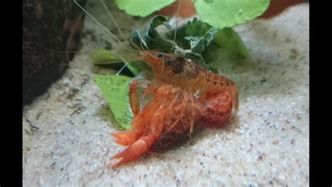 Dwarf Crayfish Care Guide101 Appearance Diet And More 2025