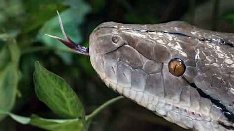Angry Python Snake Snakesofland