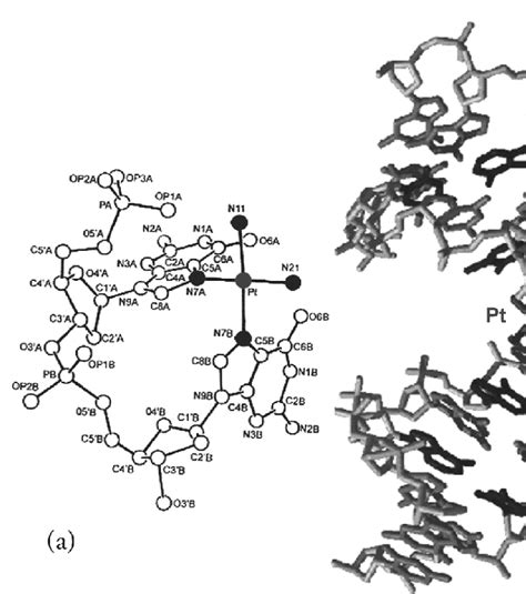 3 A Structure Of Cisplatin Coordinated To Two Guanines In A Dna Download Scientific Diagram