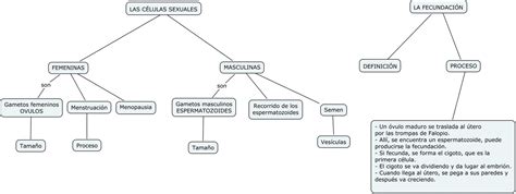 Blog De Leo Gerindote Esquema Y Resumen Las C Lulas Sexuales Y La Fecundaci N