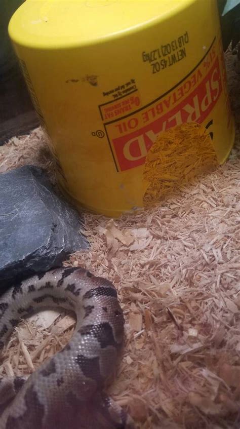 Sick Ball Python