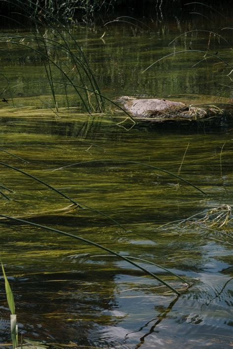 Role Of Algae In Carbon Capture Sigma Earth