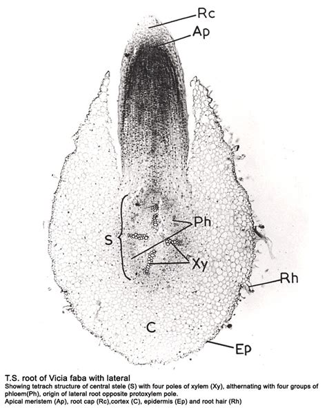 Primary Roots Transdisciplinary Research Science