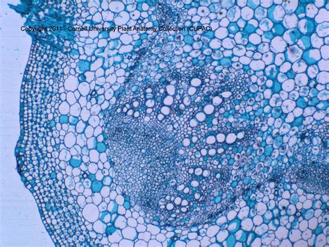 Cupac Anatomy Slide Images