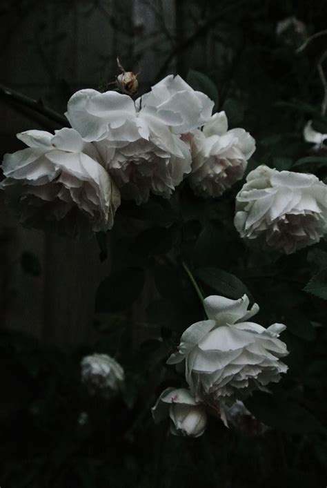 Anna Placidi Annaplacidi • Instagram Photos And Videos Instagram Photo Photo And Video