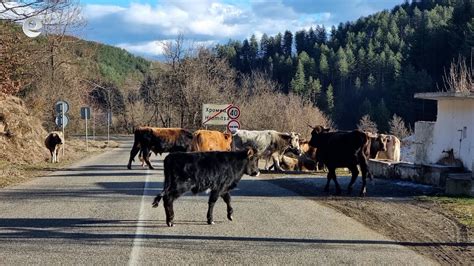 Набелязаха мерки за справяне с безпризорните селскостопански животни в област Кърджали Youtube
