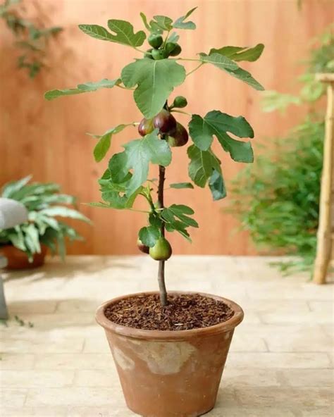 9 Best Fig Trees To Grow For Fruit In Less Time 1st Year 9 Best Fig Trees To Grow For Fruit In Less Time 1st Year