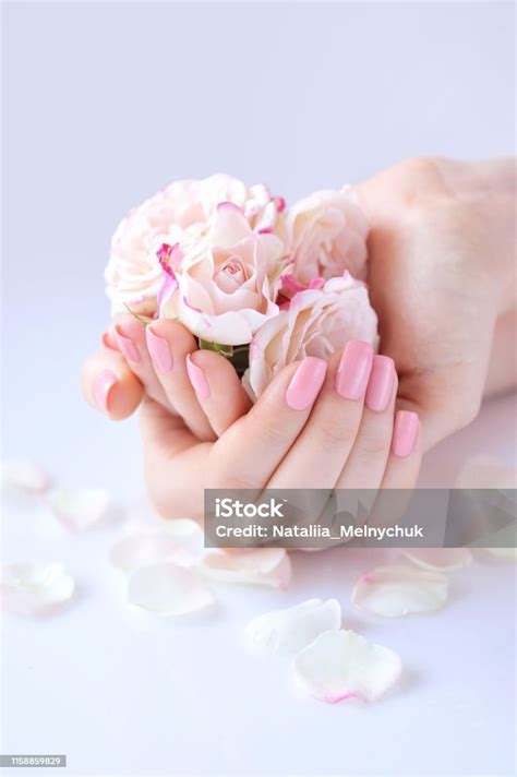 흰색 배경에 대한 손톱과 장미에 분홍색 매니큐어와 여자의 손 꽃 식물에 대한 스톡 사진 및 기타 이미지 꽃 식물 꽃잎 매니큐어 미용술 Istock