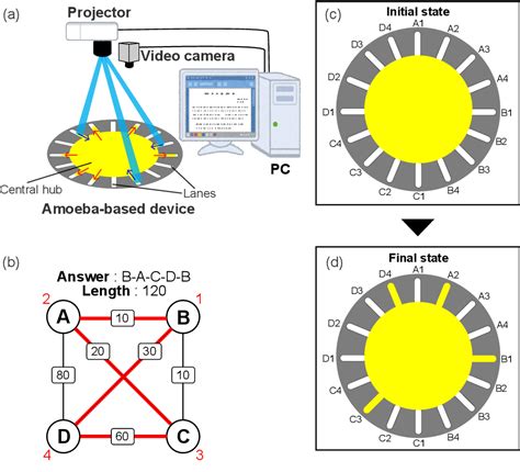 Figure 1 From Proposed Modified Computational Model For The Amoeba