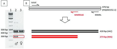 Diagram Of Duplex Pcr For Sex Identification Of B Papyrifera A
