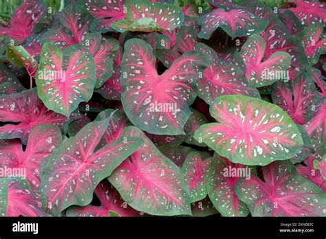 CALADIUM 'RED FLASH' Stock Photo - Alamy