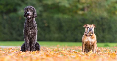 Aha On Linkedin Use Case Vs User Story In Agile Development Aha Software