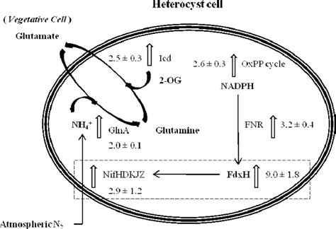 Assimilation Nitrogen Cycle