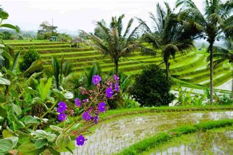 Ultimate Guide To Online Declaration Form In Bali Everything You Need