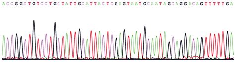 The Sequence Of Plenti Cxcr4 Sirna Was Identical To The Designed Sequence Download Scientific