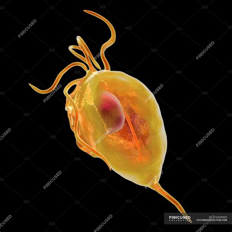 Trichomonas Vaginalis Parasitic Microorganism Causing Trichomoniasis Digital Illustration