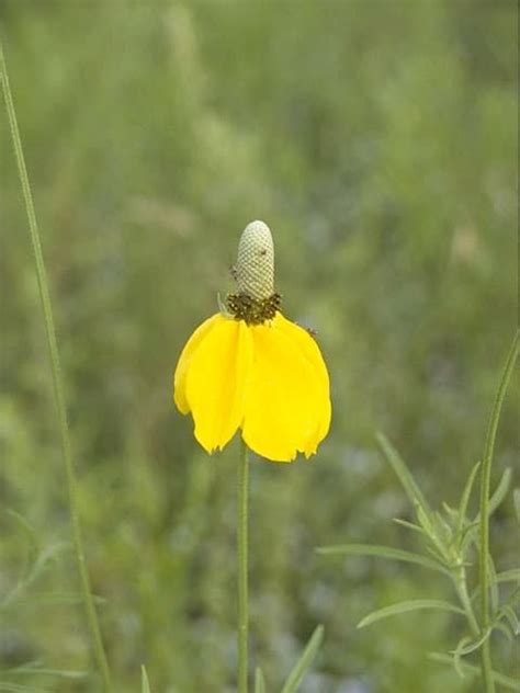 Ratibida Columnifera Structure Landscapes
